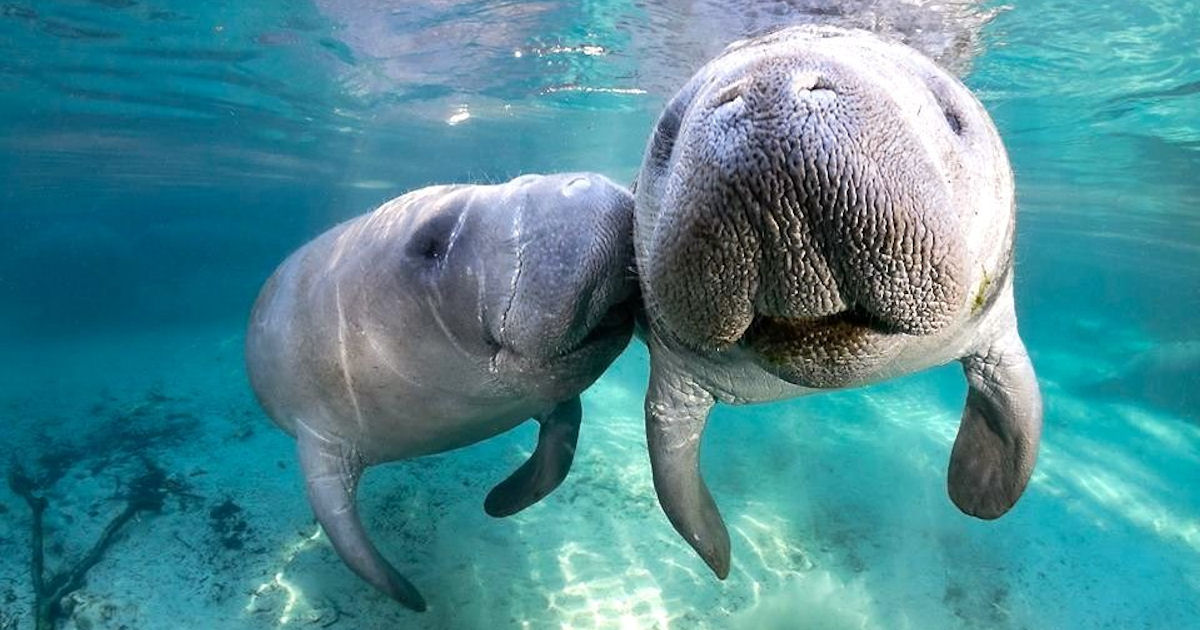 TrySpree - Get Closer to Nature: Win an Animal Encounter Getaway from ...