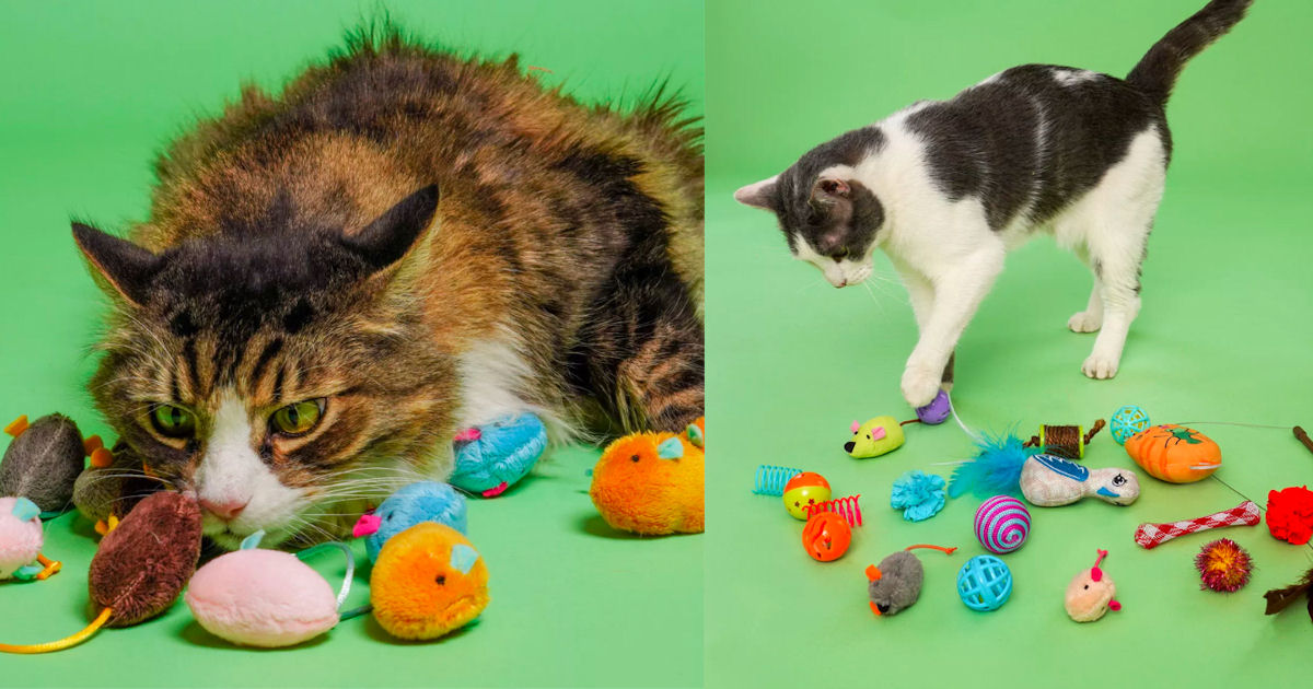 TrySpree - Apply To Sample NEW Cat Toys For FREE!