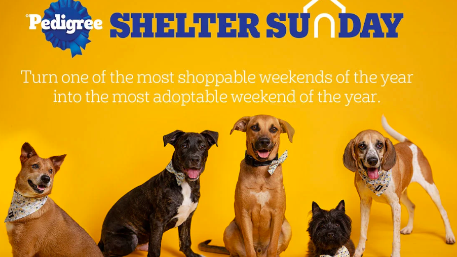 TrySpree - Dog Adoption with Pedigree Shelter Sunday for Free